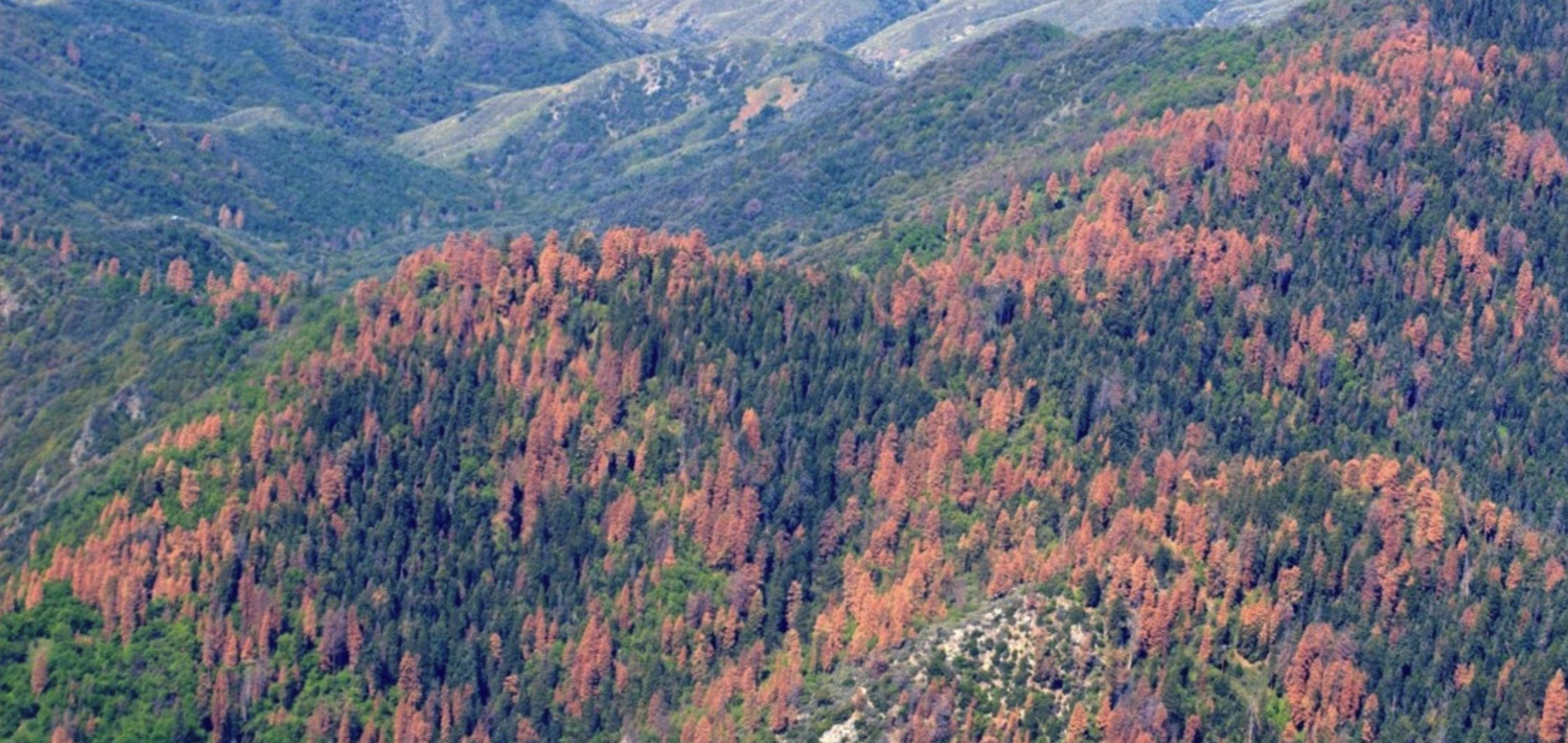 Forest mortality and recovery | Forest Change Analysis Lab
